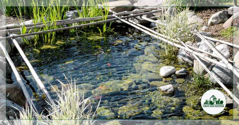 7 Easy Tips For Late Summer Pond Care