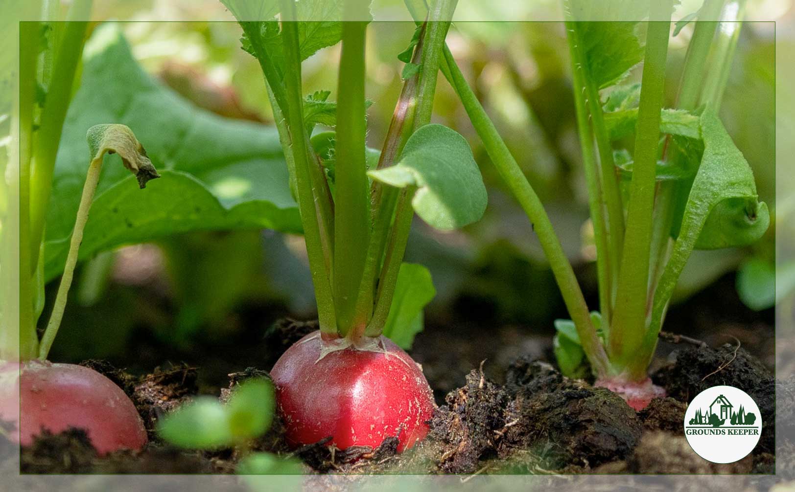 Grow Holiday Dinner In Your Edible Winter Garden
