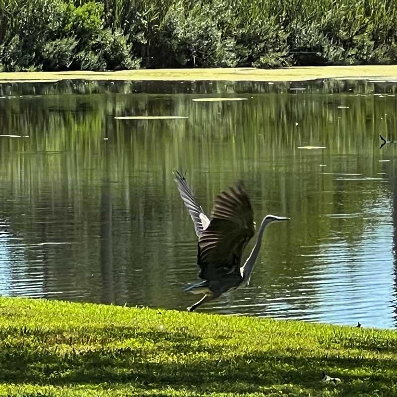 Take Your Yard From Meh To Mesmerizing With A Pond