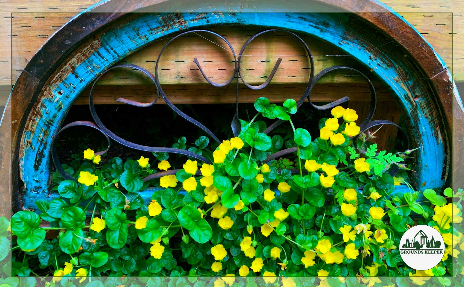 Year-Round Charm: 7 Ground Cover Plants For Every Season